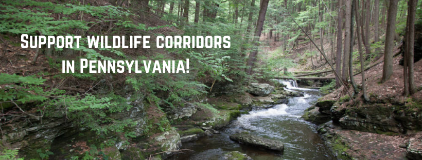 Support Wildlife Corridors in PA! – Mobilization For Animals PA